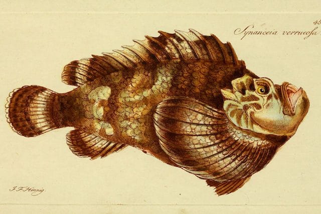 10 peces extraños que pueden apuñalar, rebanar o lanzarte - Listas curiosas