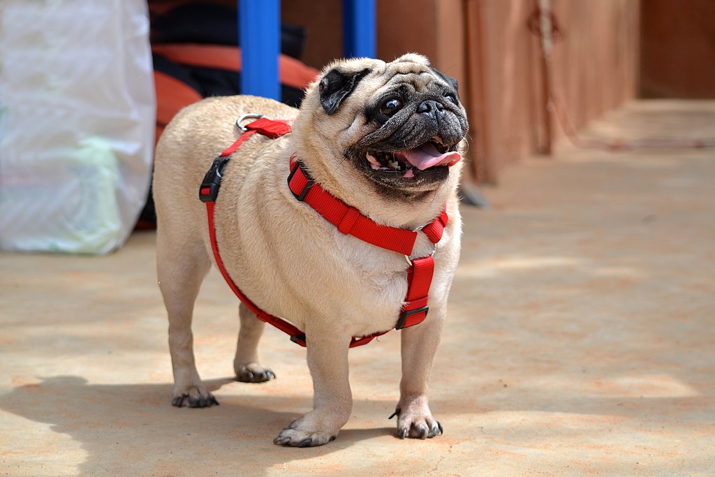 10 razas de perros que te harán querer un chucho - Listas curiosas