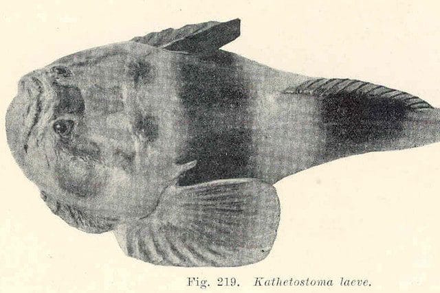 10 peces extraños que pueden apuñalar, rebanar o lanzarte - Listas curiosas